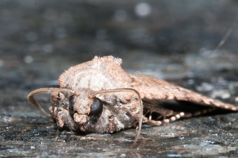 De Bruine Mot Van Het Nachtinsect Stock Foto - Image of wild, bruin ...
