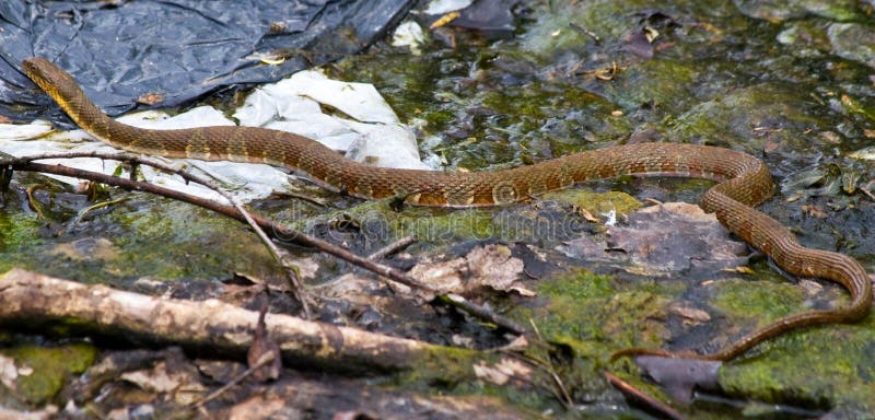 Bruine Noordelijke Waterslang Stock Foto - Image of huisvuil ...