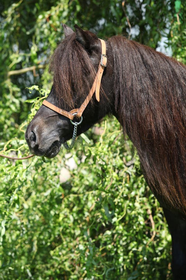 De Merrie Van Nice Shetland Met Veulen Het Lopen Stock Foto - Image of ...