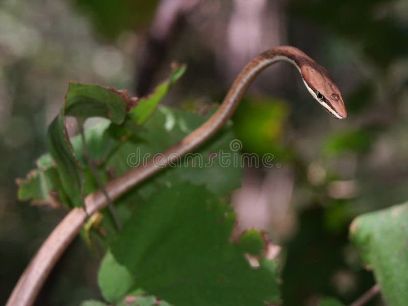De Bruine Slang Van De Wijnstok Stock Afbeelding - Image of tropisch ...