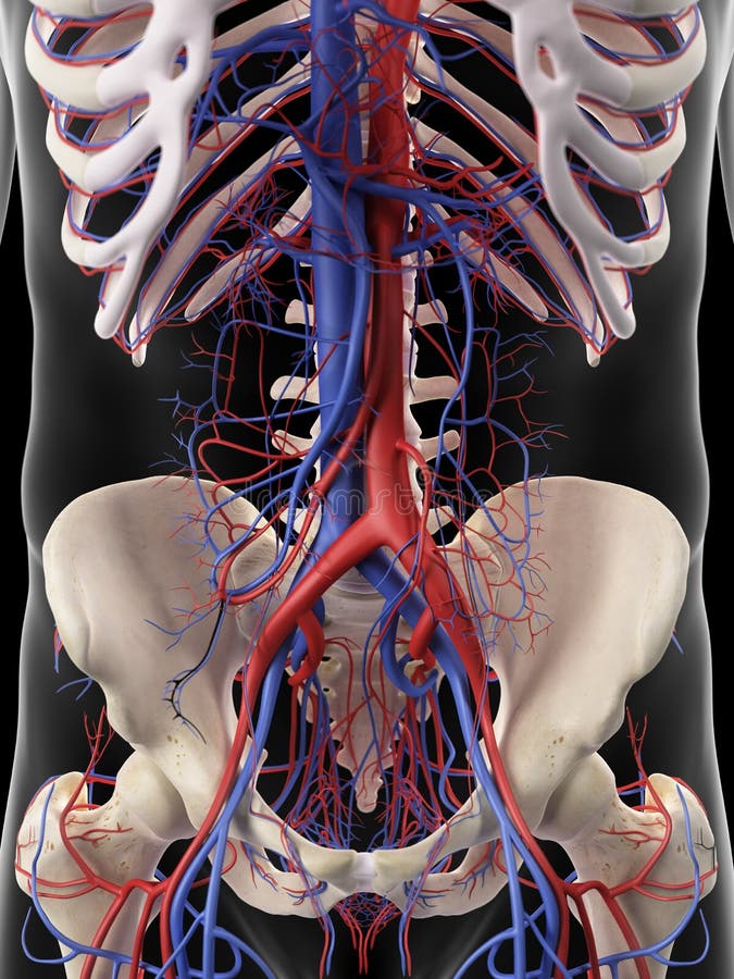 Slagaders, Aders En Lymfeknopen Met Skeletlichaam Stock Illustratie ...