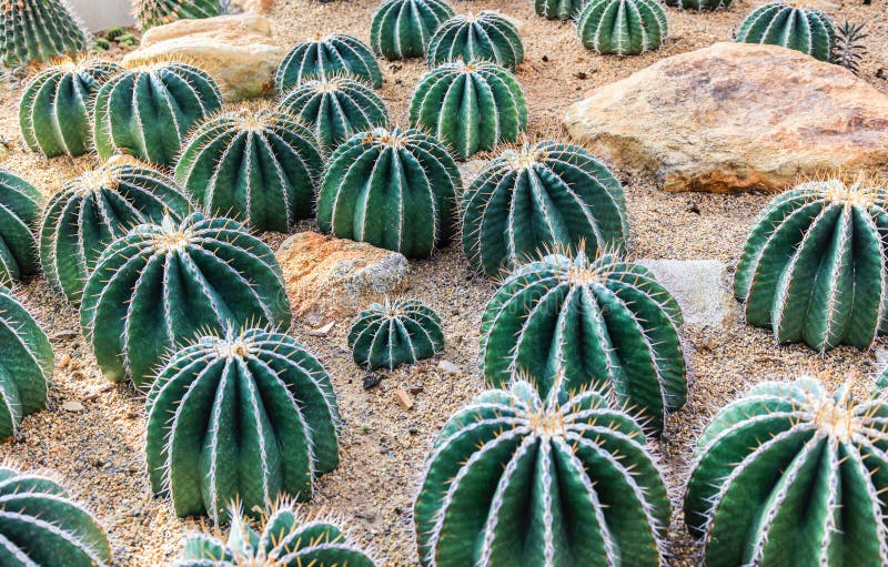 De Cactus is Een Installatie En Groeit in Woestijn Omdat Het Tegen ...