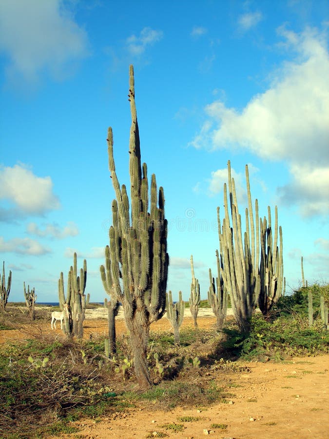 De cactus van de woestijn stock afbeelding. Image of wild - 11351147