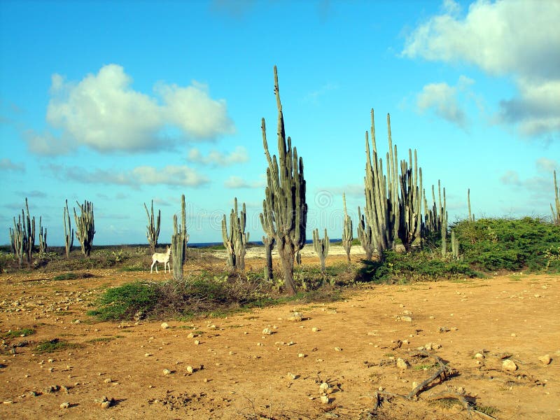 Woestijncactus stock foto. Image of wildernis, leeg, californië - 11696822