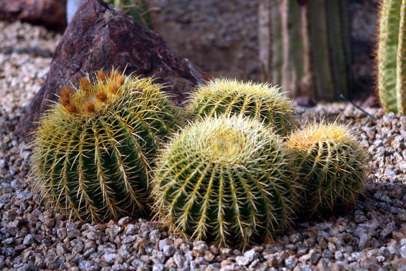 De cactus van de woestijn stock foto. Image of cactus - 13472796