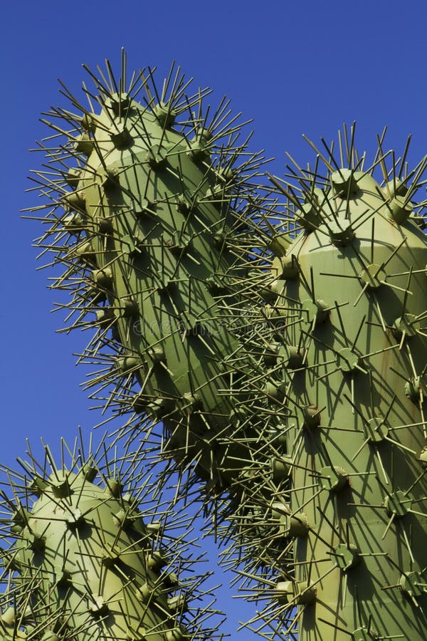 De cactus van het metaal stock foto. Image of ijzer, cactus - 21789128