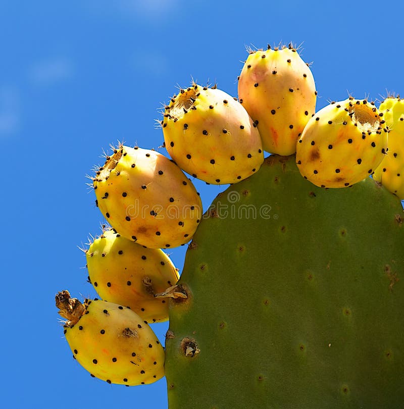 Één Cactusblad Met Gele Cactusvruchten Op Blauwe Duidelijke ...
