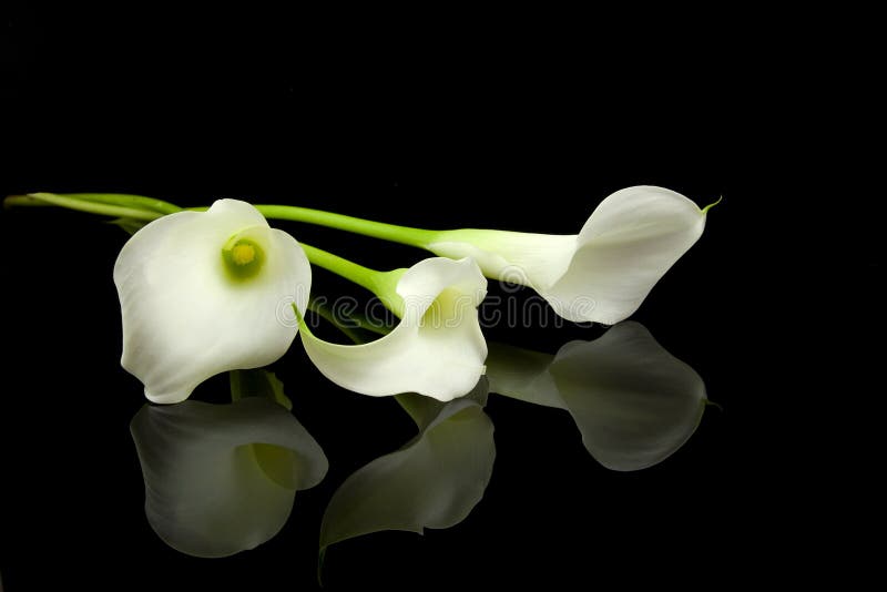 De Calla Fleur Blanche Lilly Dans Le Vase Vert Photo stock - Image du ...