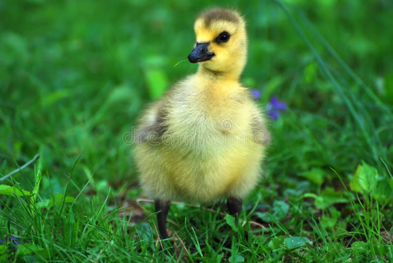 De Canadese Gans Van De Baby Stock Foto - Image of jeugd, vleugel: 9292148