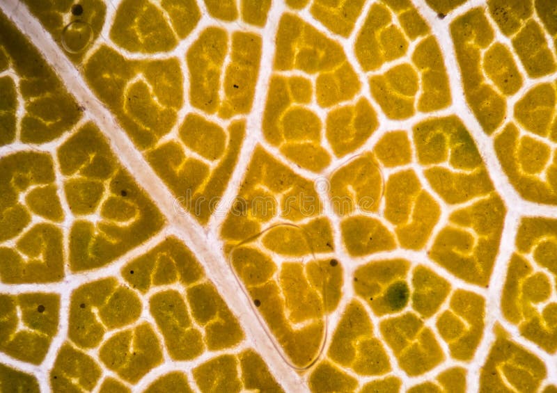 De Cellen Van De Installatie Onder Microscoop Stock Foto - Image of ...