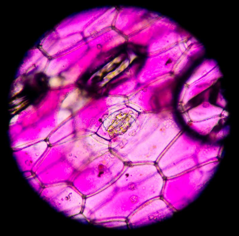 De Cellen Van De Installatie Onder Microscoop 400x Stock Afbeelding ...