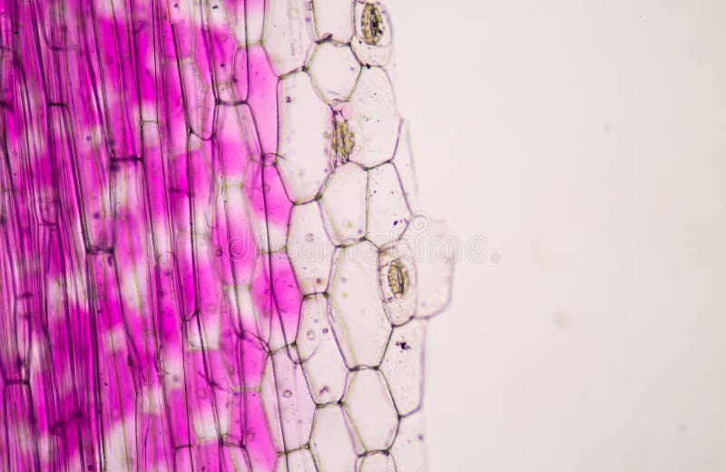 De Cellen Van De Installatie Onder Microscoop 400x Stock Foto - Image ...