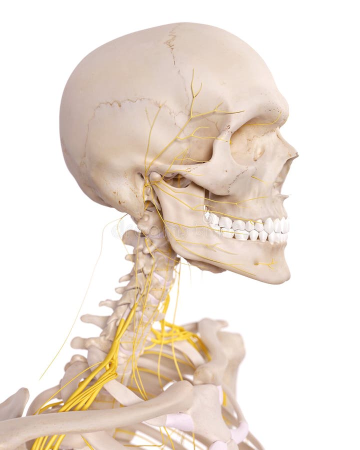 Pijnlijke Cervicale Zenuwen Stock Illustratie - Illustration of zwart ...