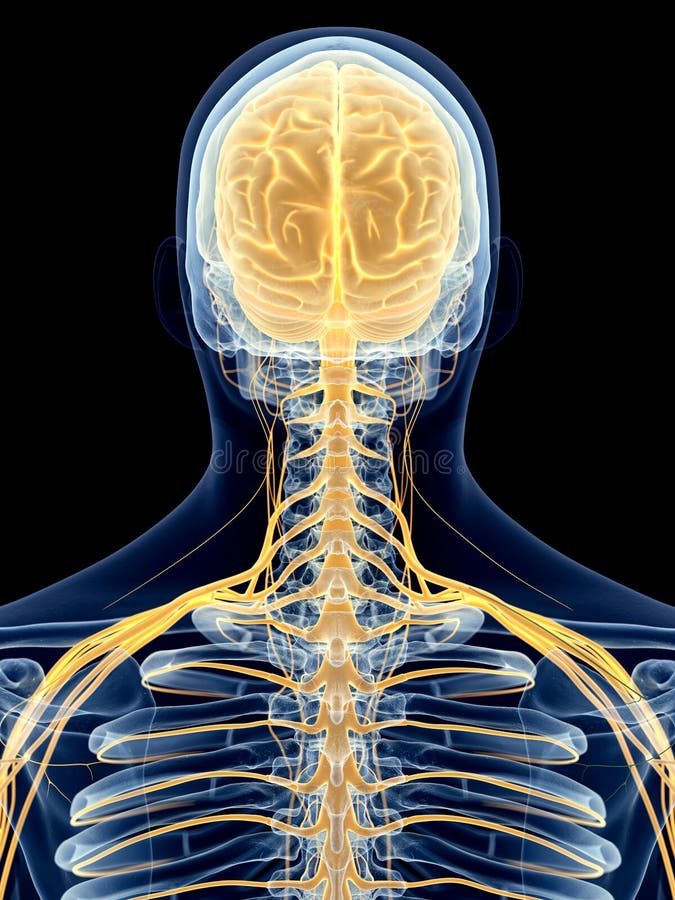 De Cervicale Zenuwen Zijn De Spinale Zenuwen Van De Cervicale Wervels ...