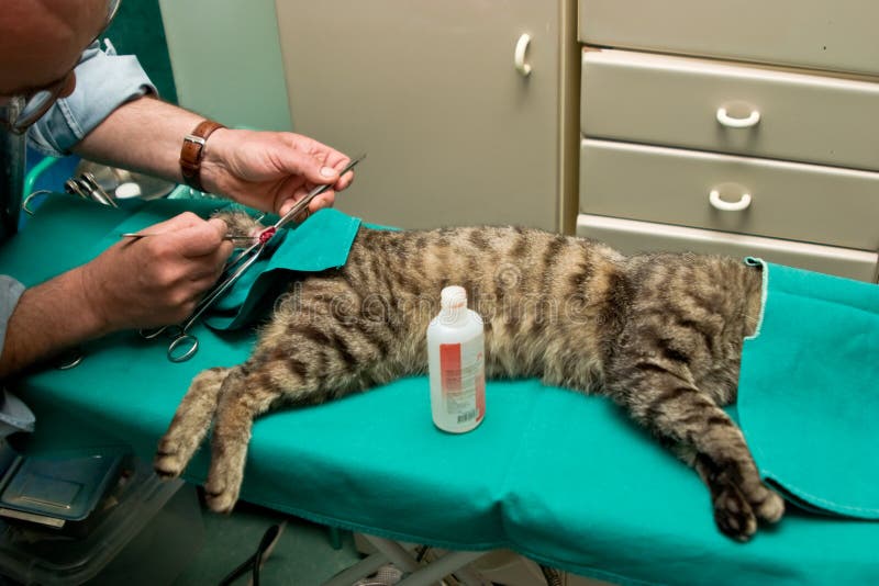 Gestikte Wond Op Bengalen Kat Stock Foto - Image of steken, chirurgisch ...