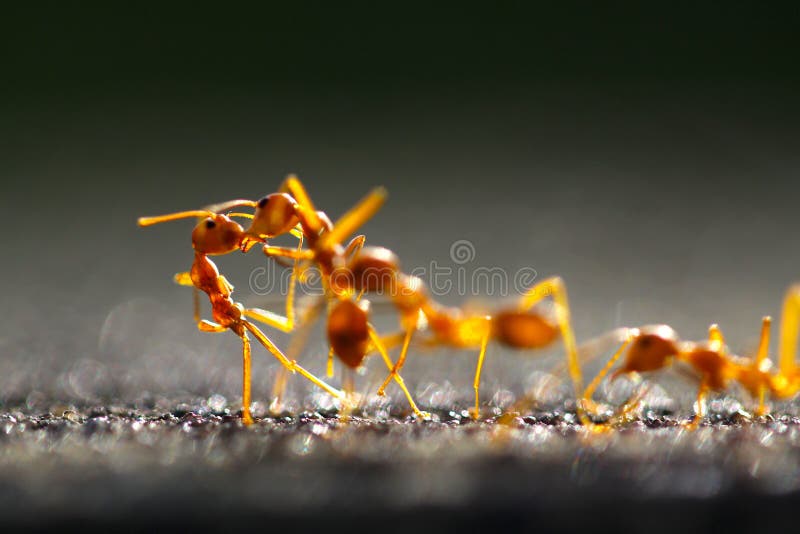 De Close-up Rode Mier Van De Close-up Rode Mier Met Vage Lichte ...