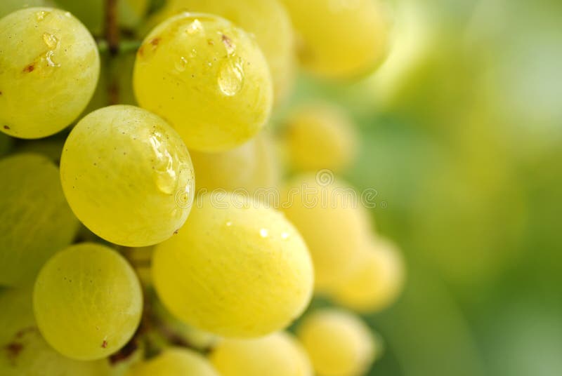 Close-up van een druif stock afbeelding. Image of macro - 3144567