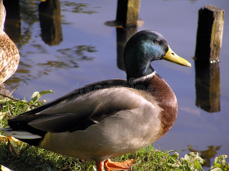 Close-up Van Een Wilde Eend Stock Foto - Image of dier, jachten: 276338