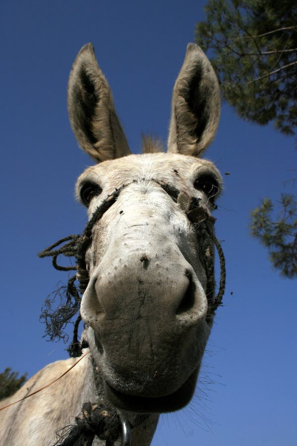 De Close-up van de ezel stock foto. Image of ezel, ezels - 6592426