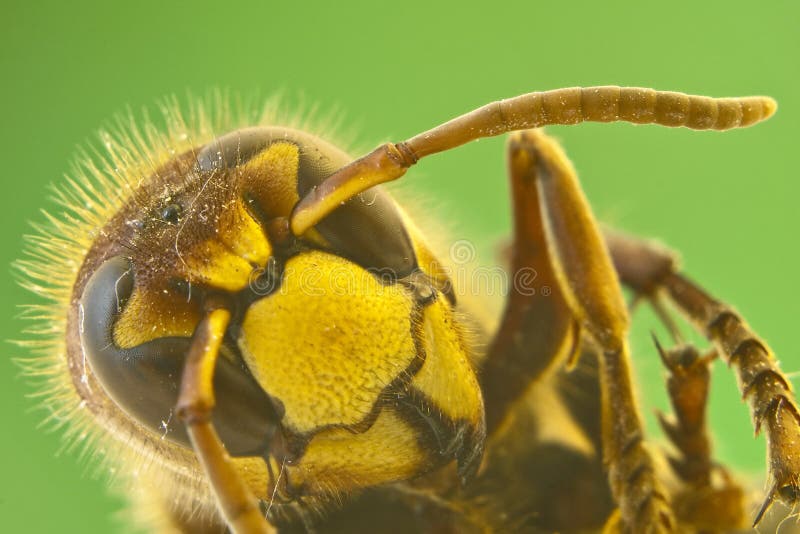 Close-upfoto Van Een Europese Horzel Stock Afbeelding - Image of ...