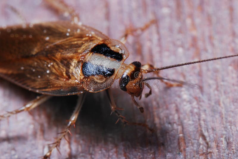 Duitse Kakkerlak, Blattella-germanica Op Gele Muur, Profiel M Stock ...