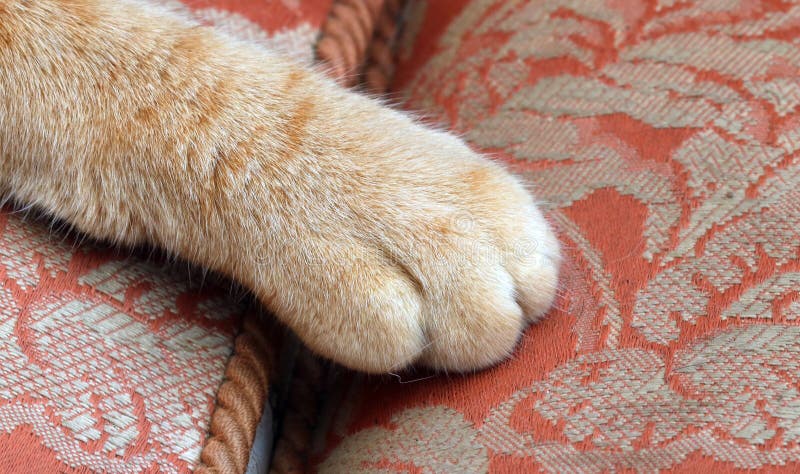 De Close-up Van De Kattenpoot Stock Foto - Image of katachtig, huisdier ...