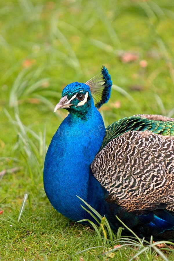 De close-up van de pauw stock afbeelding. Image of weide - 13739657