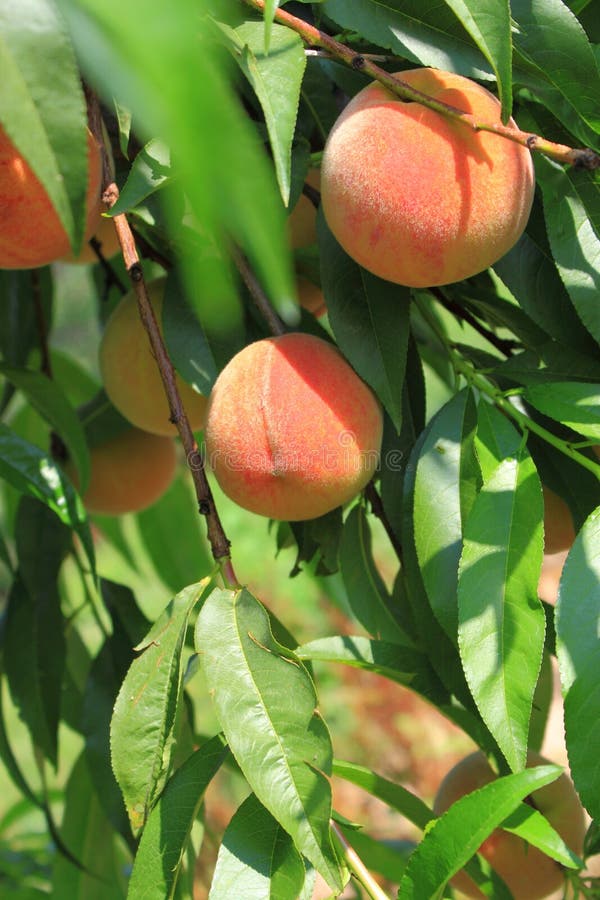 De Close-up Van De Perzikboom Stock Foto - Image of boomgaard ...