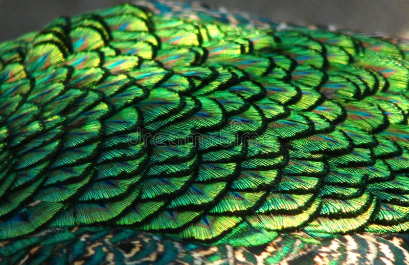 De Close-up Van De Vleugelveren Van De Pauw Stock Foto - Image of geel ...