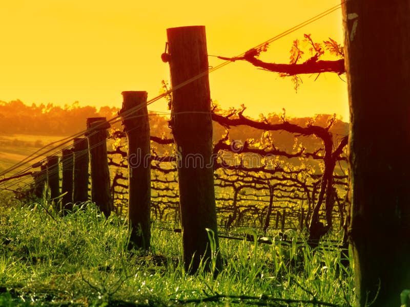 De Close-up Van De Wijnstok Stock Foto - Image of ochtend, groei: 1332024