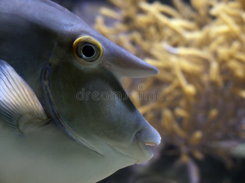 De Close-up Van Unicornfish Stock Afbeelding - Image of diep, macro ...