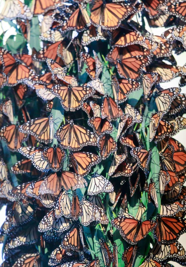 De Vlinders Van De Monarch (plexippus Danaus) Stock Foto - Image of ...