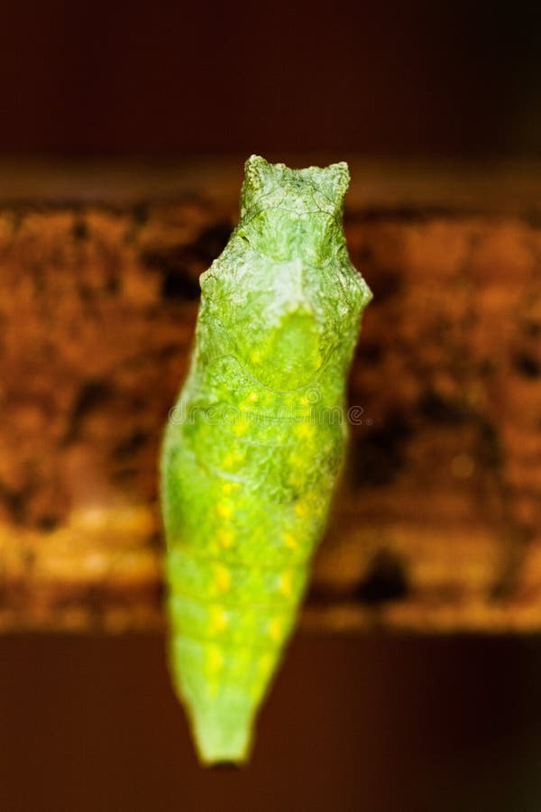 De cocon van de vlinder stock foto. Image of insecten - 26081338