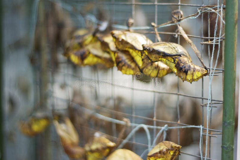 De cocon van de vlinder stock foto. Image of transformatie - 27106950