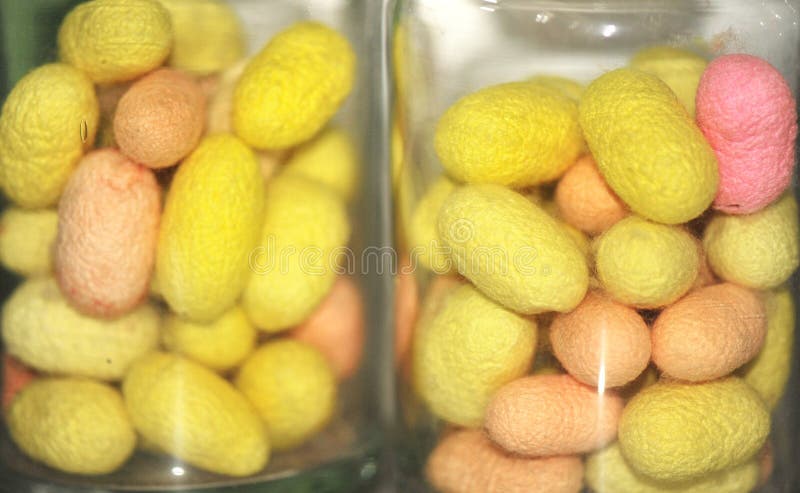 De cocon van de zijderups stock afbeelding. Image of kleurrijk - 25442161