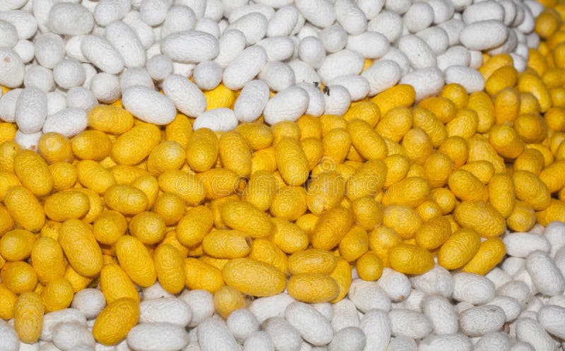 De cocon van de zijderups stock afbeelding. Image of kleurrijk - 28307365