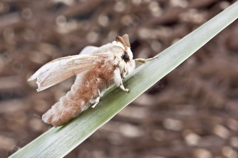 De Cocon Van De Zijdevlinder Stock Afbeelding - Image of peul, larve ...