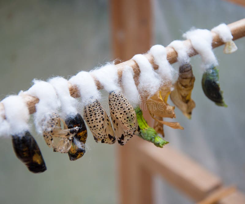De cocons van de vlinder stock afbeelding. Image of kleurrijk - 19458715
