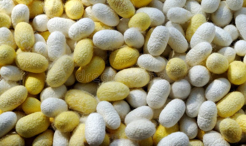 De Zijderups Van De Cocon Velen Gele Zijderups Stock Foto - Image of ...