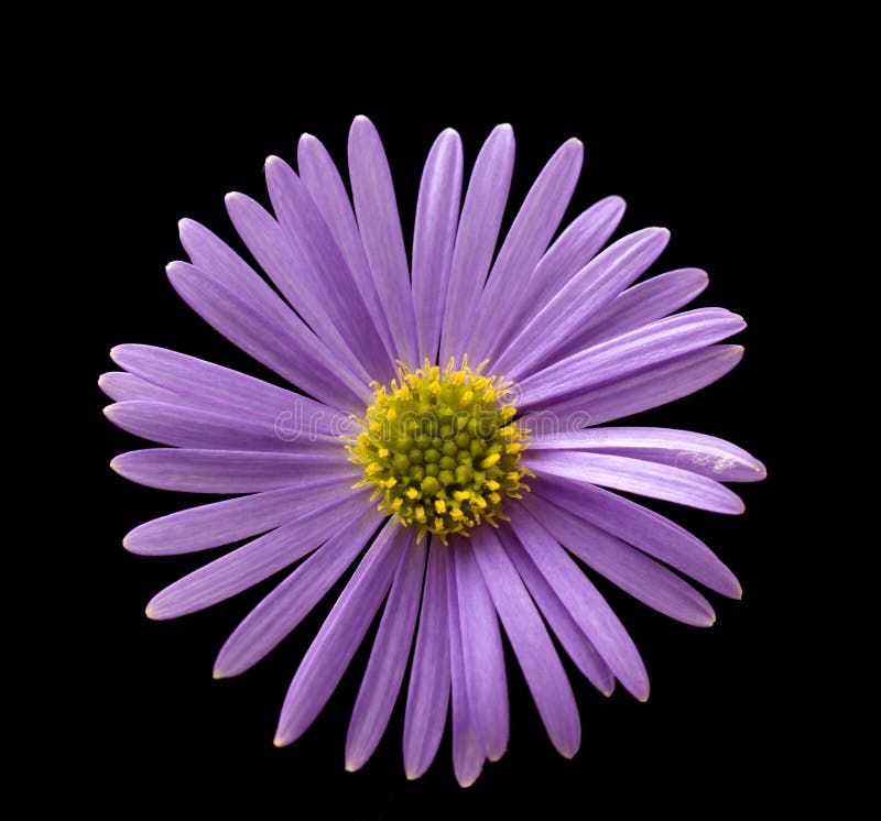 De color de malva foto de archivo. Imagen de agraciado - 3795662