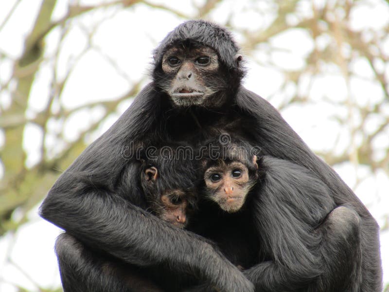 Colombiaanse Spinapen Die Eten Stock Foto - Image of spin, columbiaans ...