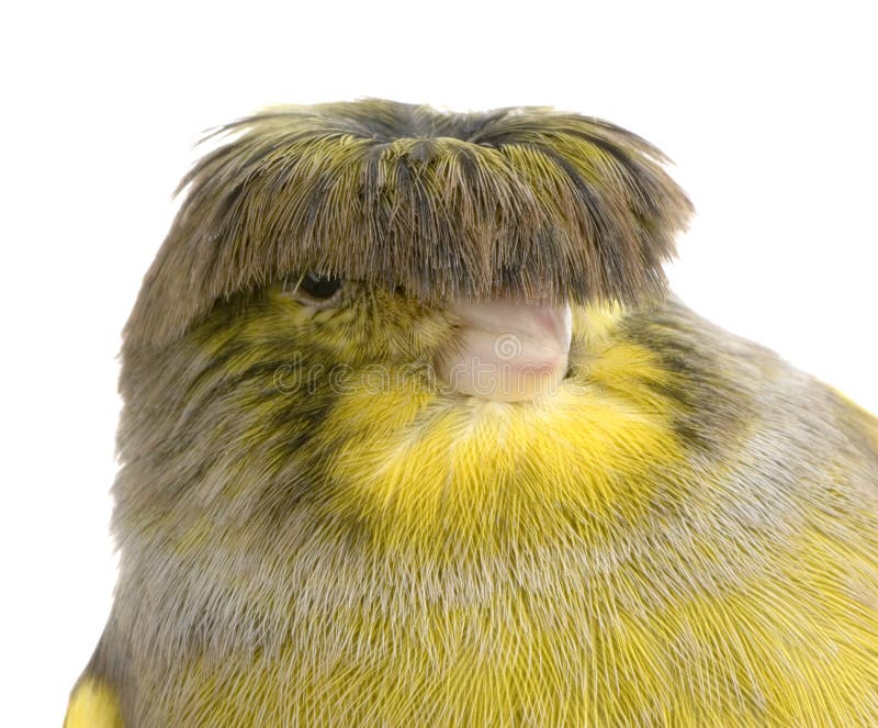 De Corona Van De Kanarie Gloster Stock Foto - Image of kroon, vogel ... De Corona Van De Kanarie Gloster Stock Foto - Image of kroon, vogel ...