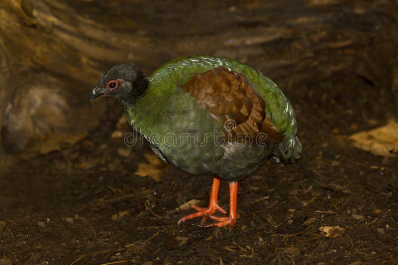 De Crested Partridge Rollulus Rouloul Stock Foto - Image of groen, azië ...