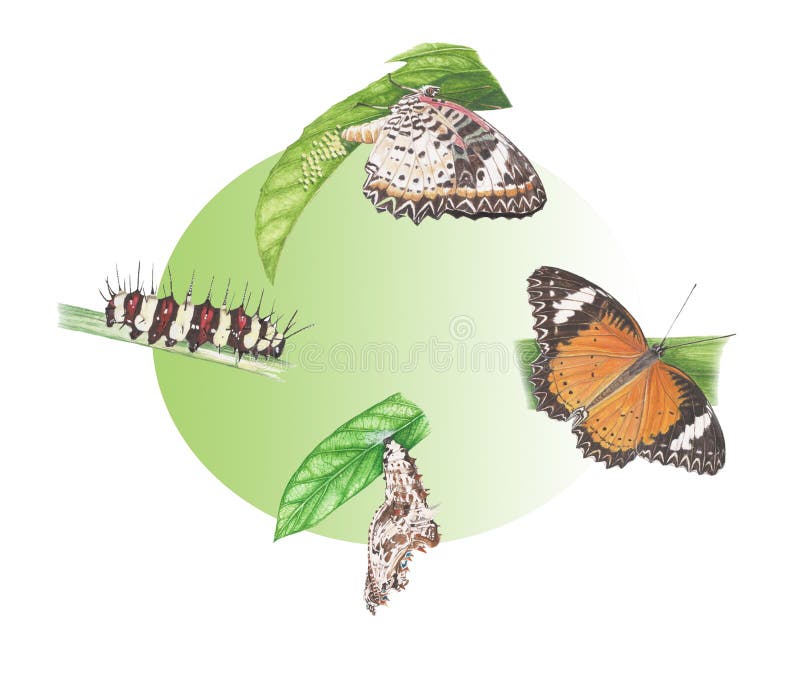 De cyclus van de vlinder stock illustratie. Illustration of vlinder ...