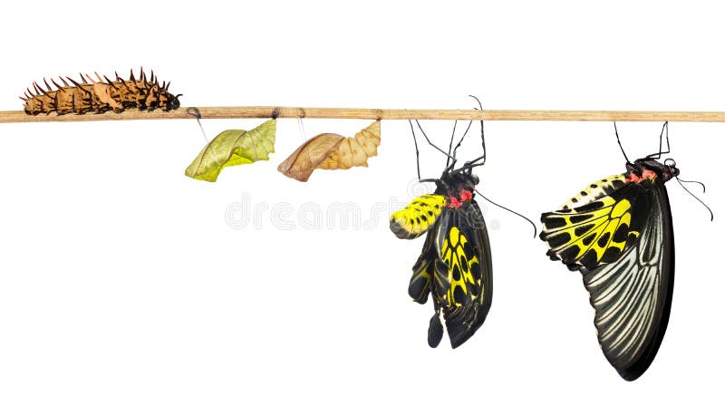 De Cyclus Van Het Isoaltedleven Van Gemeenschappelijke Birdwing Vlinder ...