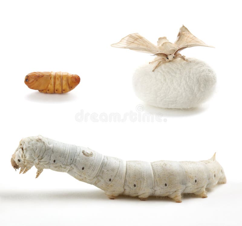 Zijderups stock foto. Image of stof, behang, materiaal - 36755100