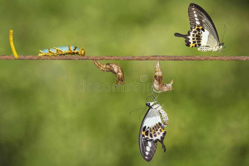 De Cyclus Van Het Transformatieleven Van Gestreepte Swallowtail Vlinder ...