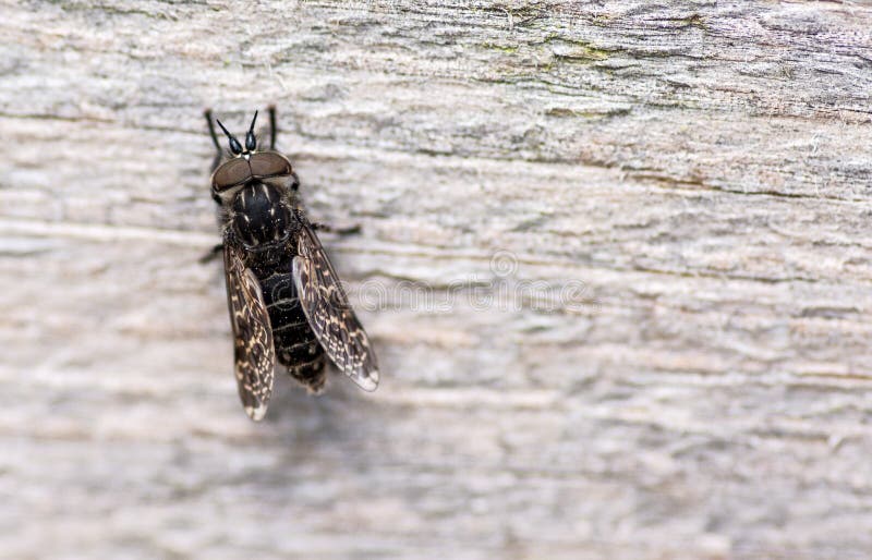 Portret Van Een Paardevlieginsect Stock Afbeelding - Afbeelding ...