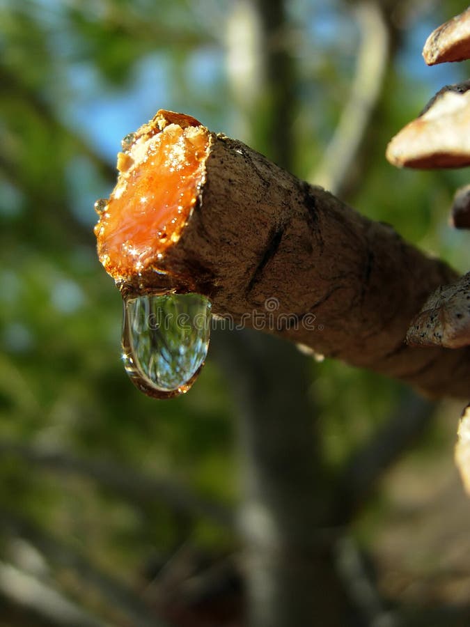 Hars stock foto. Image of sluit, brek, hout, boom, hars - 799838