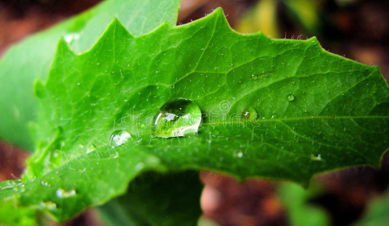 Guttatie Op Een Blad is De Exudatie Van Druppels Xylepje Op De ...